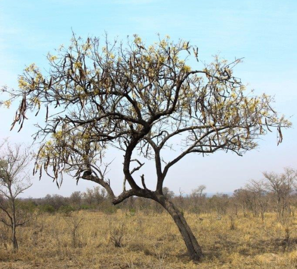 Spring – A lovely reminder how beautiful change can be! | Sabi Sabi