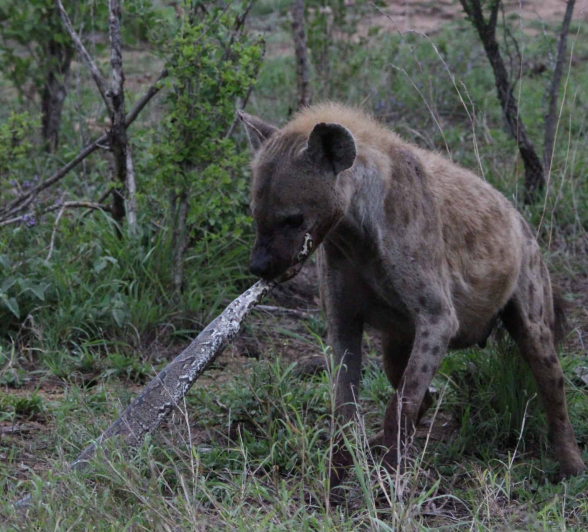 Hyena vs African Rock Python | Sabi Sabi