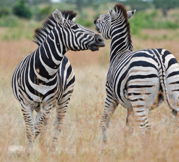 Zebra Fight