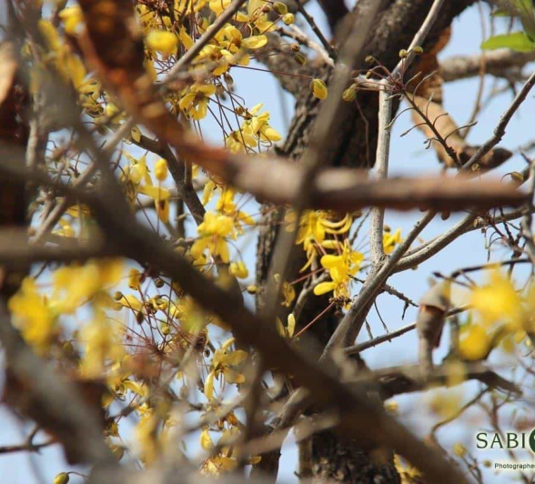 Spring – A lovely reminder how beautiful change can be! | Sabi Sabi
