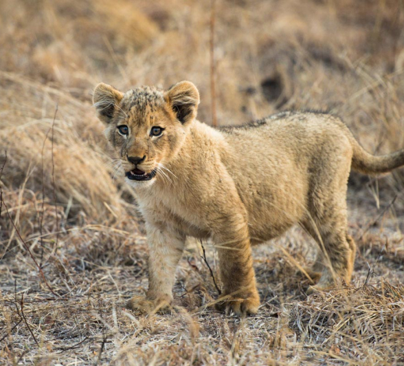 Litter of little lions | Sabi Sabi Blog