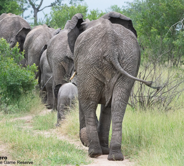 The Marula Season | Sabi Sabi