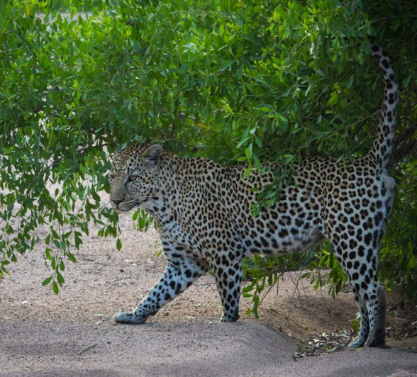 It’s all about the Leopards (Part 1) | Sabi Sabi Blog