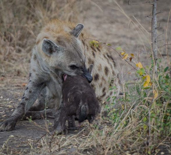 A Week in the Bush: vol 54 | Sabi Sabi Blog