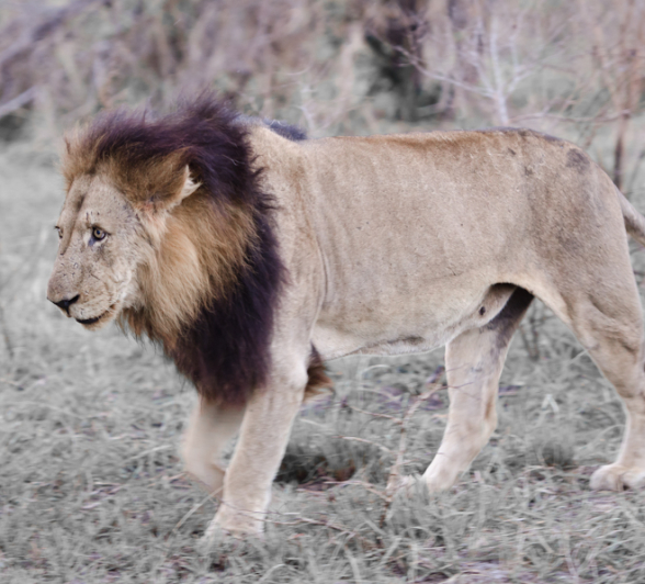 Mapogo Male Lions | Sabi Sabi Blog