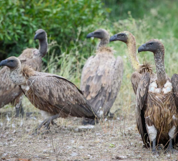 A Week in the Bush: Vol 37 | Sabi Sabi Blog
