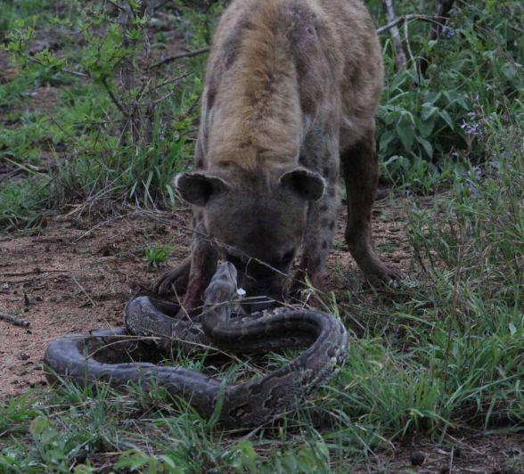 Hyena vs African Rock Python | Sabi Sabi