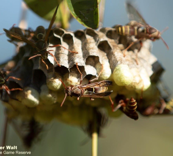 Which “crew” do they belong to? | Sabi Sabi