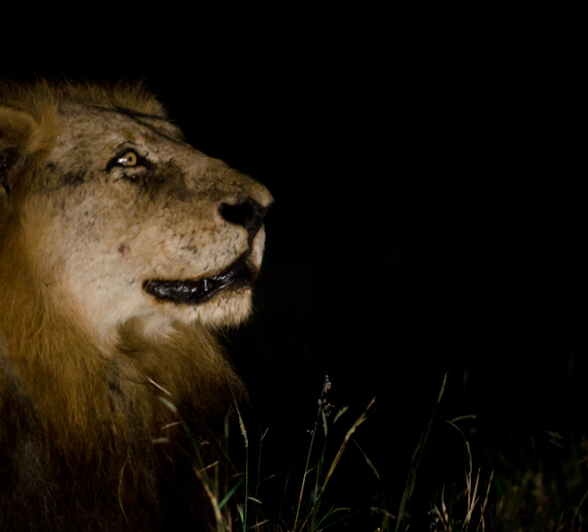 Mapogo Male Lions | Sabi Sabi Blog