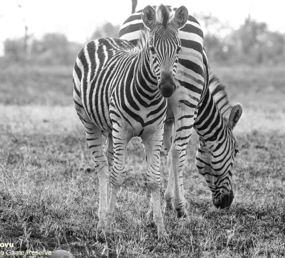 Razzle Dazzle | Sabi Sabi