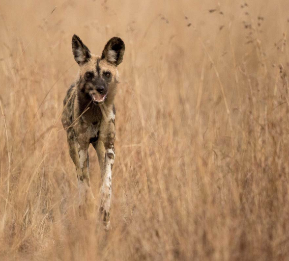 A Week in the Bush Vol. 64 | Sabi Sabi