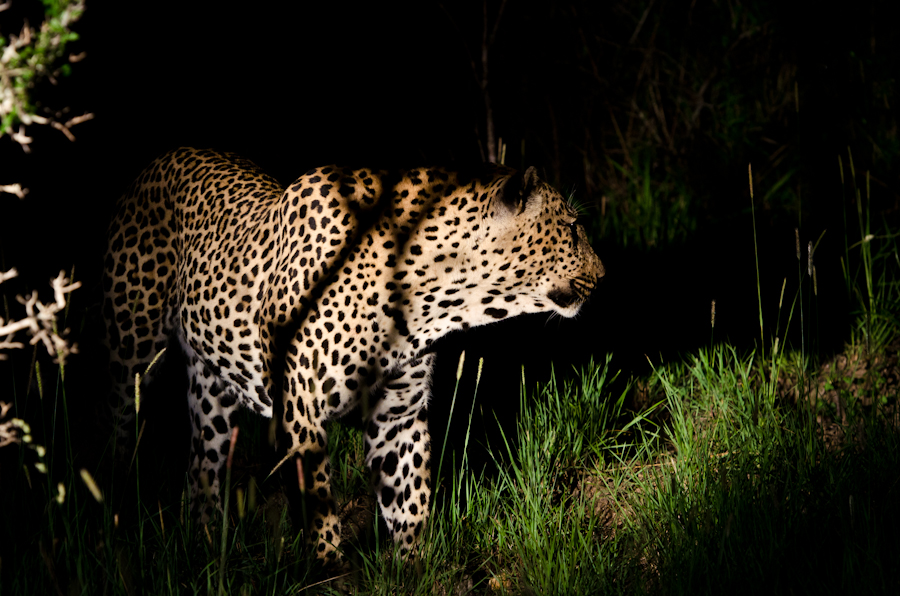 Leopard loving | Sabi Sabi Blog