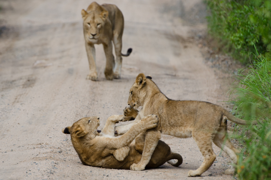 A morning with the Southern Pride | Sabi Sabi Blog