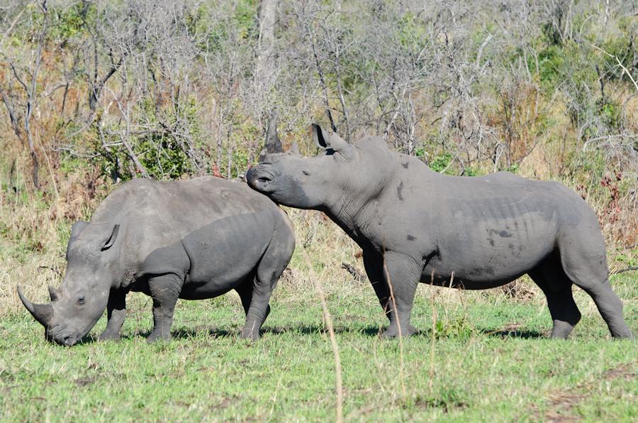 rhinos mating | Sabi Sabi Private Game Reserve Blog