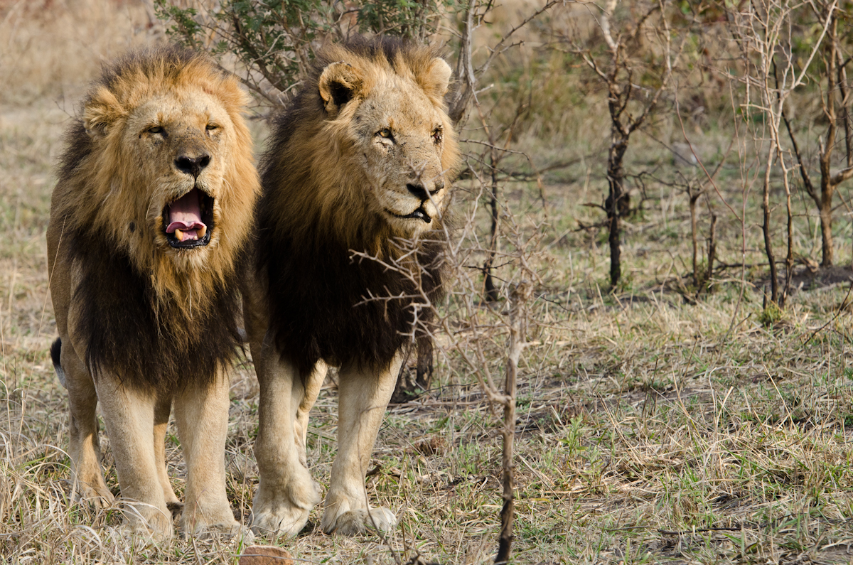 i am legend | Sabi Sabi Private Game Reserve Blog