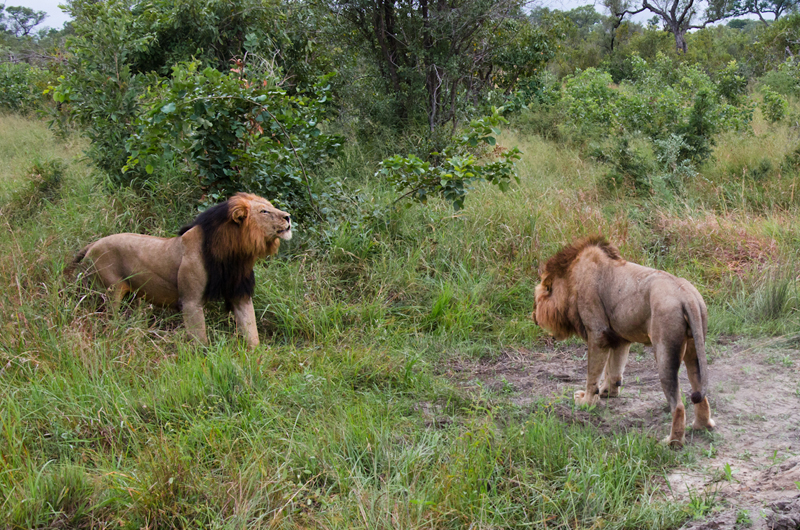 Lion and Tiger fight info request - Page 47 - Animal vs Animal