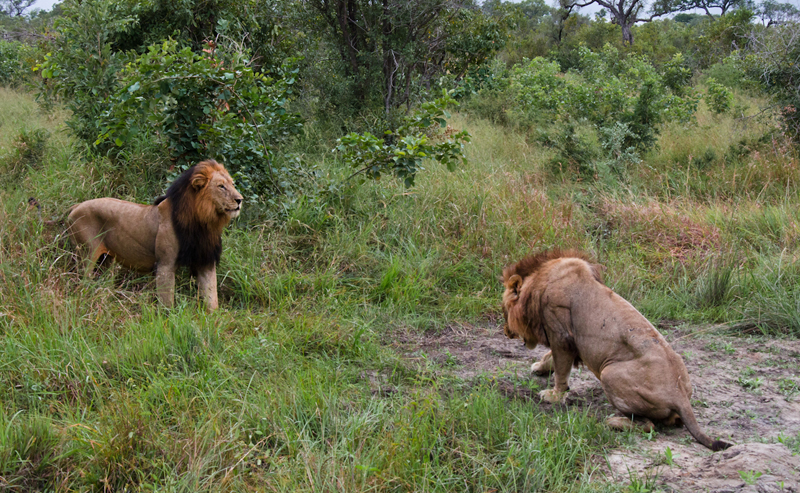 Lion and Tiger fight info request - Page 47 - Animal vs Animal