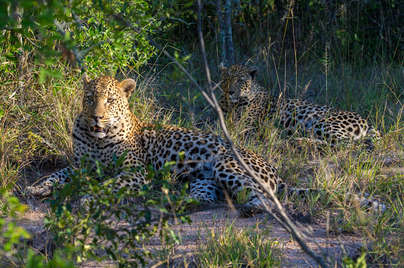 Baby Making Weather | Sabi Sabi Blog