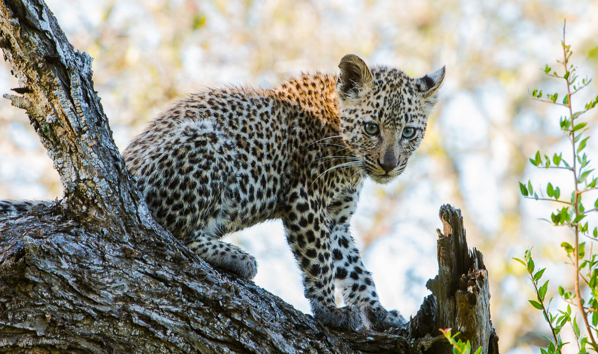 Is the Little Bush cub still alive? | Sabi Sabi Blog