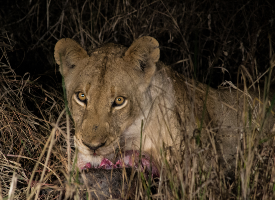 The “Ghost” male leopard makes a kill | Sabi Sabi Blog