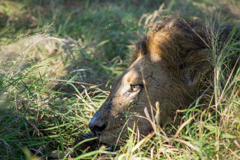 Majingilane Coalition