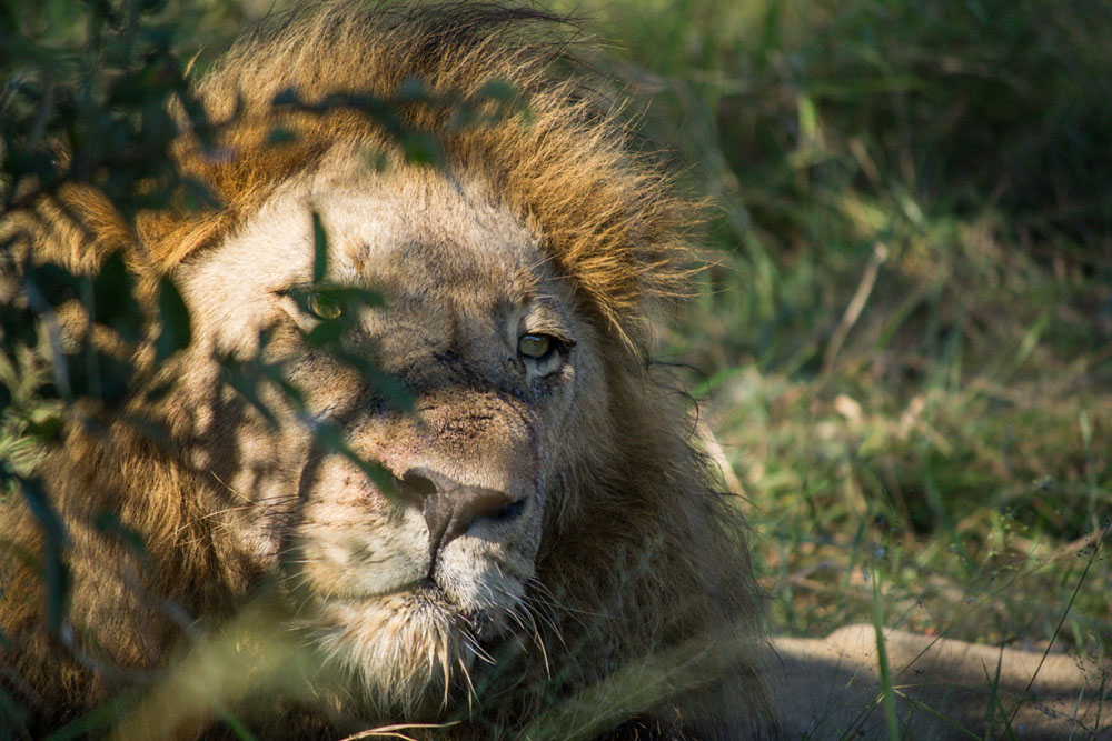 Majingilane Coalition