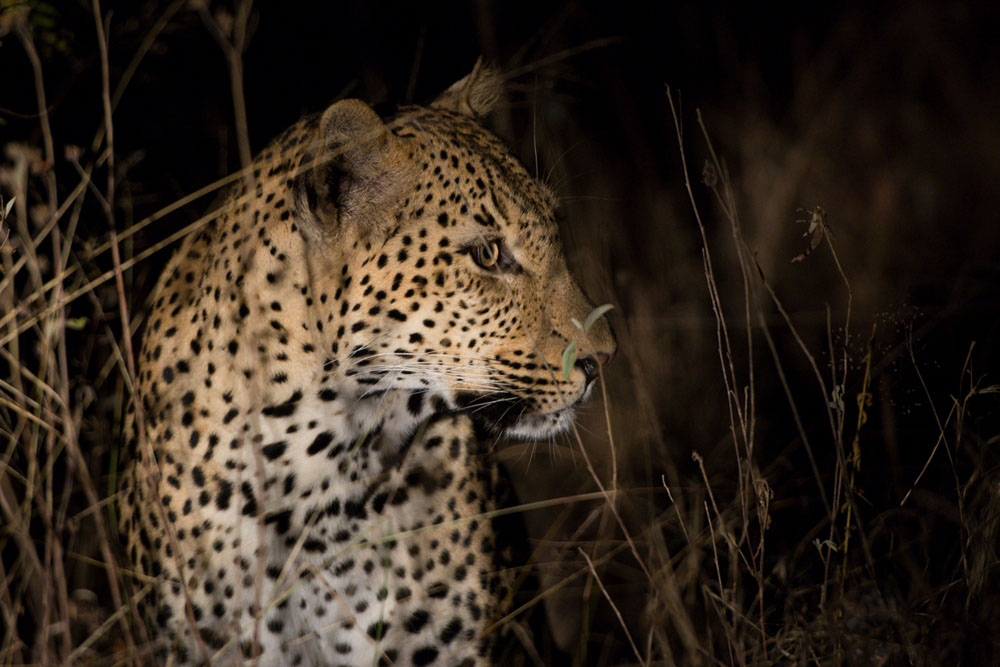 A Week in the Bush: vol 14 | Sabi Sabi Blog