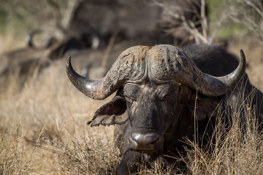 a week in the bush: vol 24 | Sabi Sabi Private Game Reserve Blog