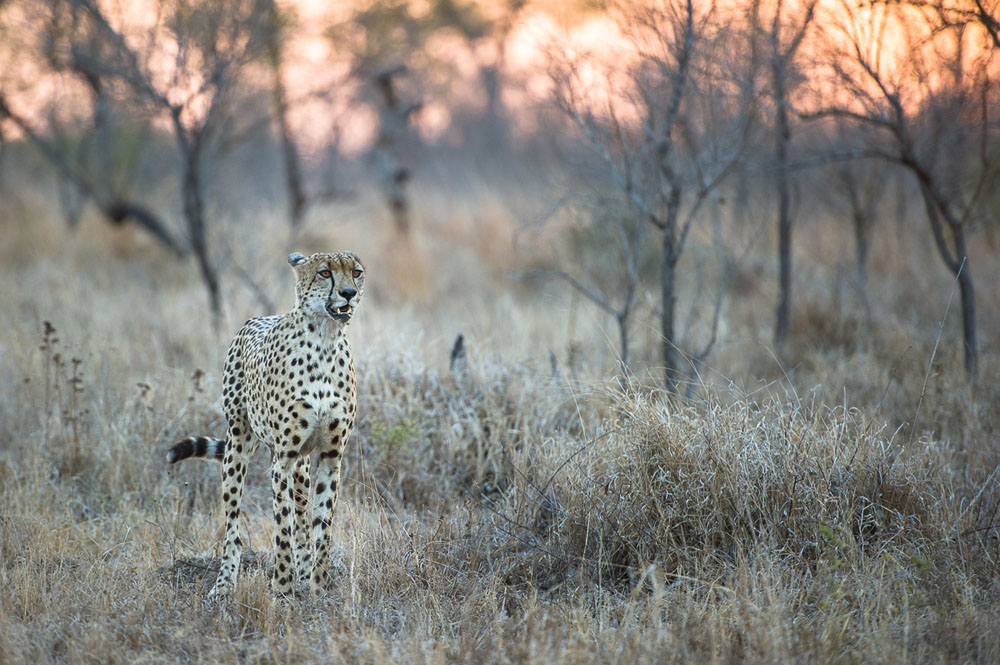 Photographing cheetah | Sabi Sabi Blog