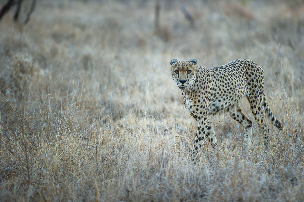Photographing cheetah | Sabi Sabi Blog
