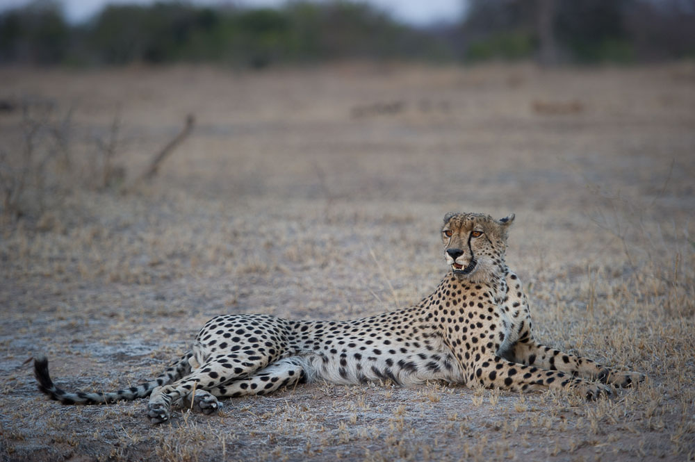 Photographing cheetah | Sabi Sabi Blog