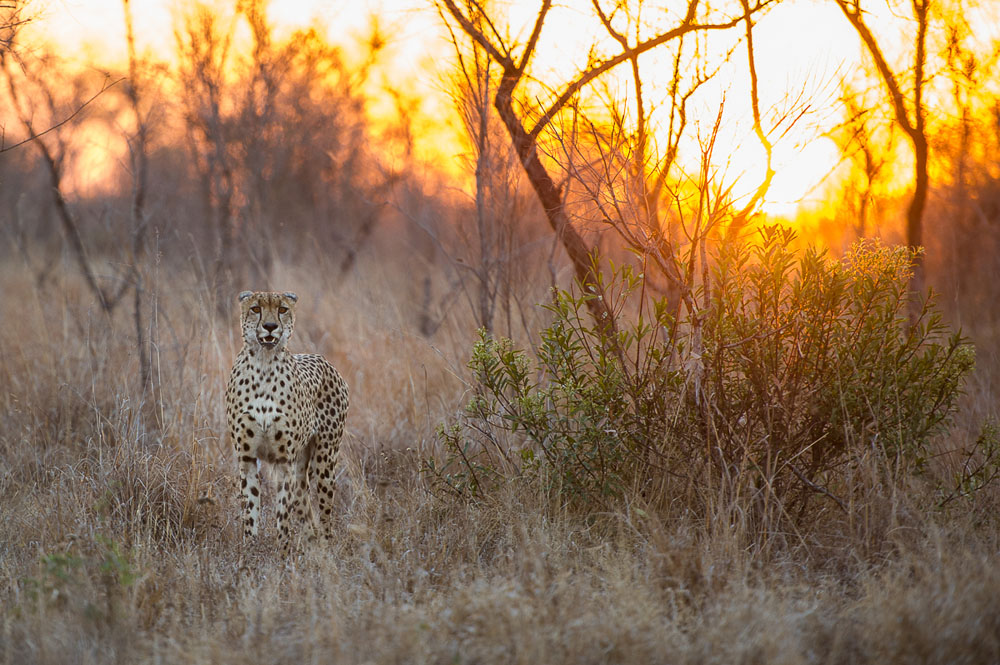 Photographing cheetah | Sabi Sabi Blog