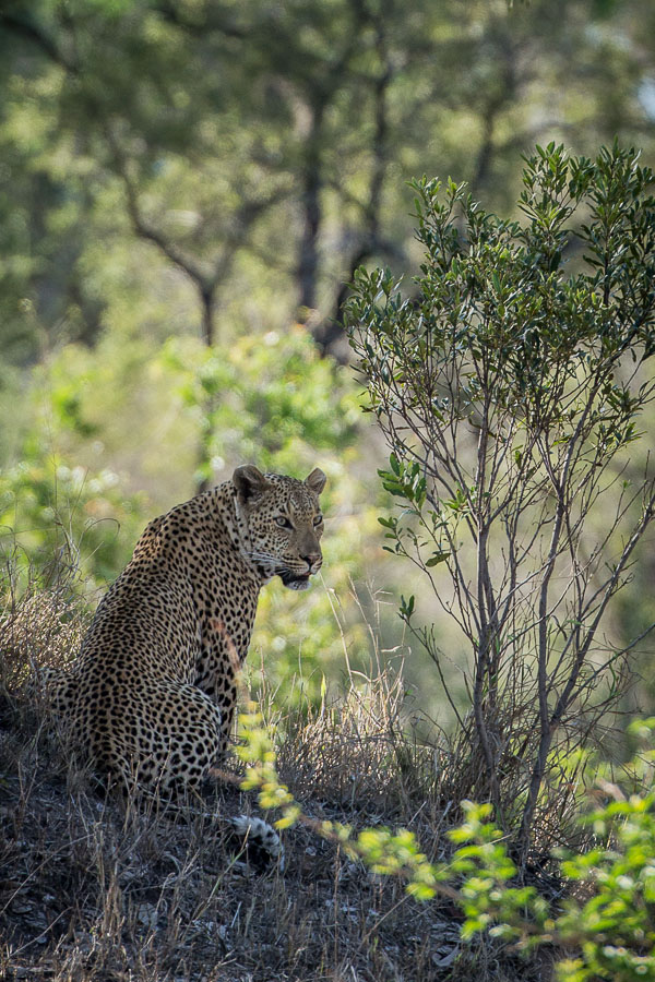 A Week in the Bush: vol 25 | Sabi Sabi Blog