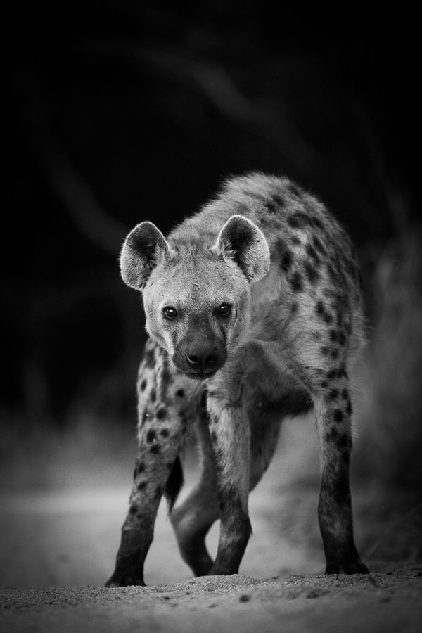 Monochrome Monday #3 Sabi Sabi Blog