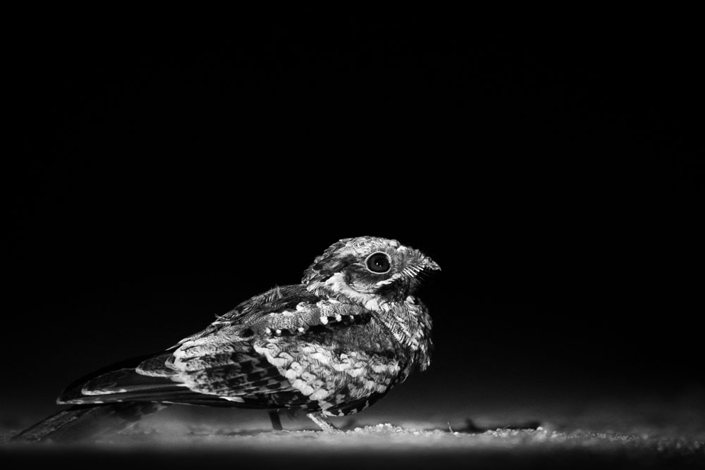 Monochrome Monday #3 Sabi Sabi Blog