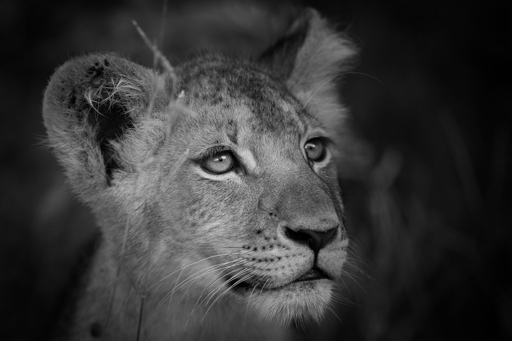 Monochrome Monday #3 Sabi Sabi Blog