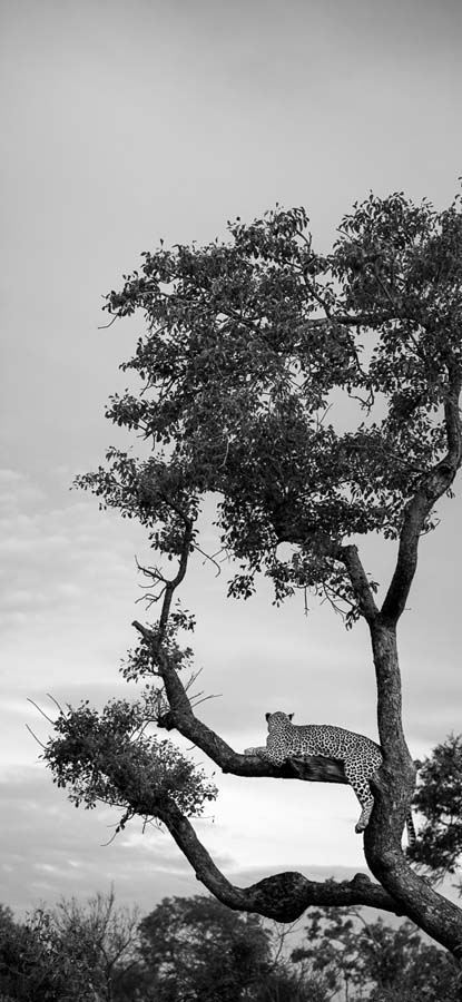 Monochrome Monday #6 | Sabi Sabi Blog