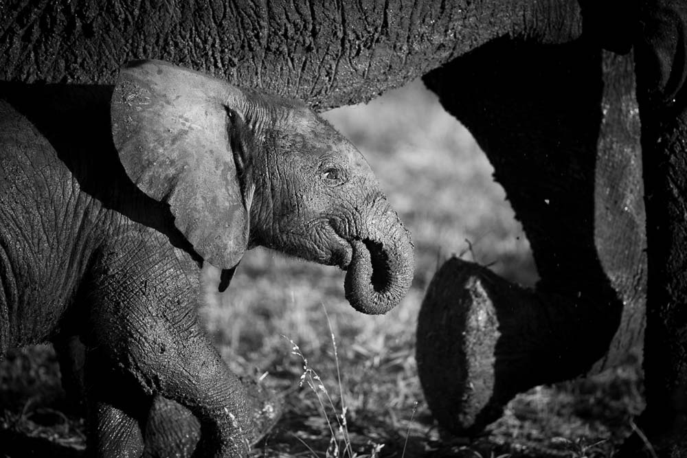 Monochrome Monday #8 | Sabi Sabi Blog