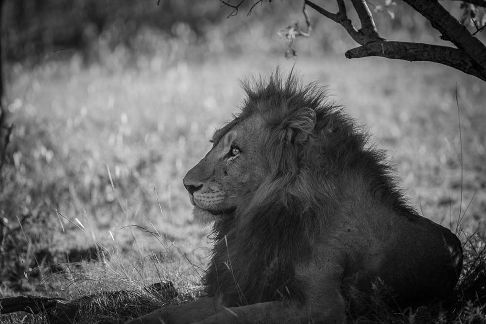Monochrome Monday #8 | Sabi Sabi Blog