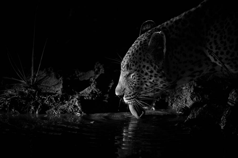 Monochrome Monday #8 | Sabi Sabi Blog