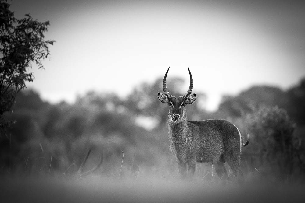 Monochrome Monday #10 | Sabi Sabi Blog
