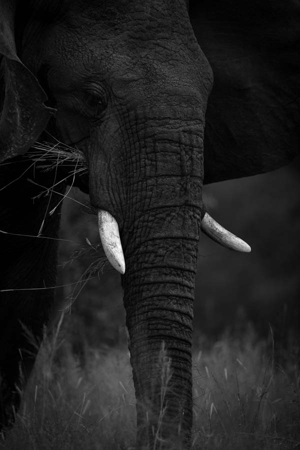 Monochrome Monday #8 | Sabi Sabi Blog