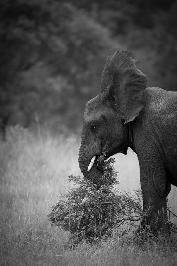 Monochrome Monday #10 | Sabi Sabi Blog