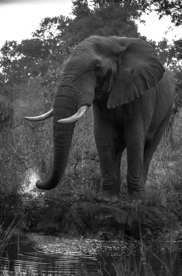 A Week in the Bush: vol 49 | Sabi Sabi Blog
