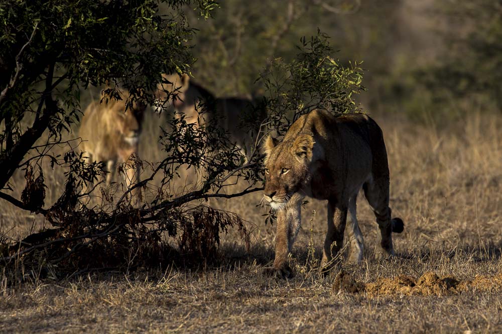 A Week in the Bush: vol 57| Sabi Sabi Blog