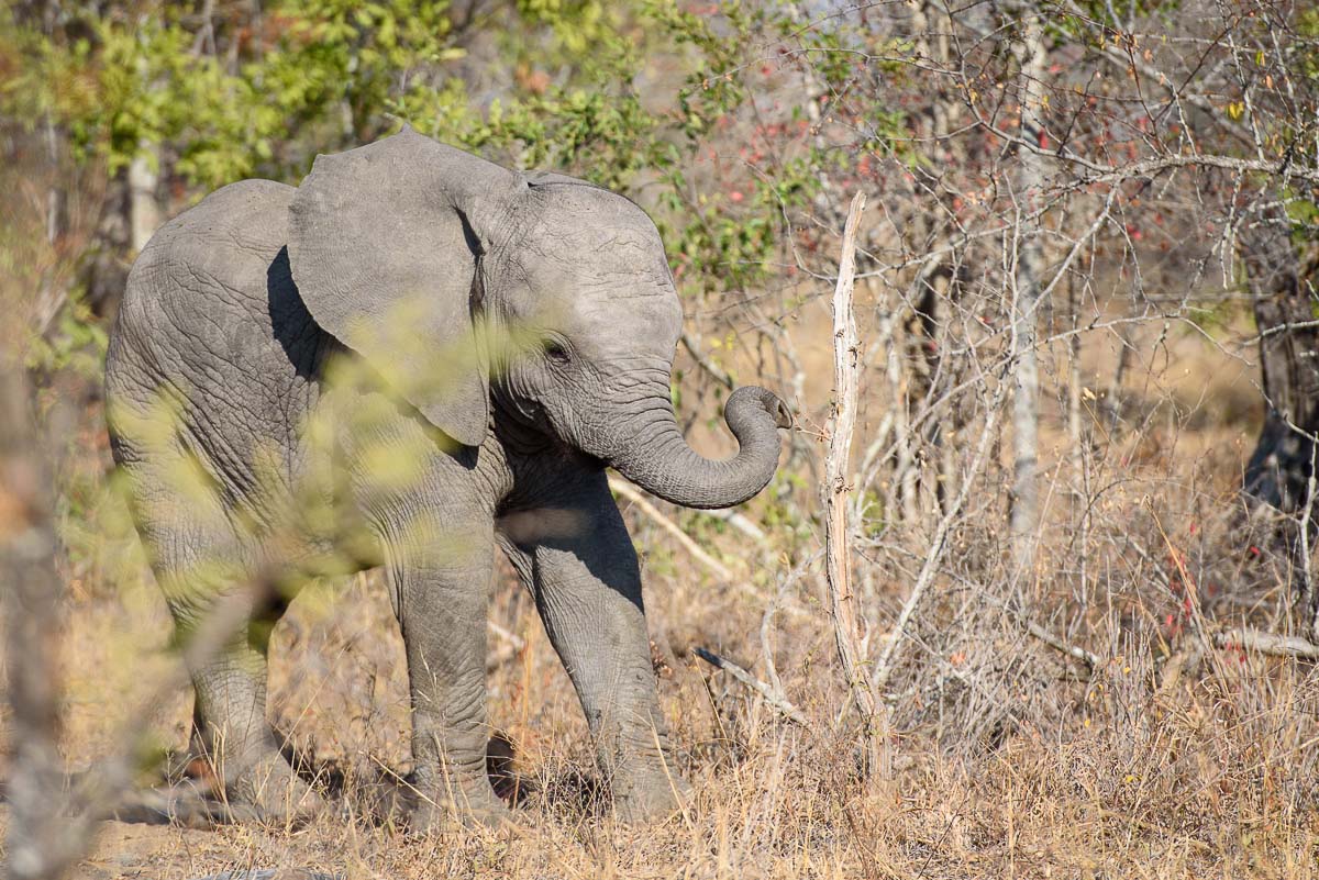 A Week in the Bush Vol. 61 | Sabi Sabi