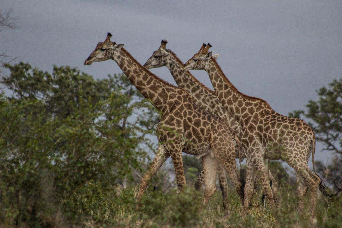 A Week in the Bush Vol. 102 | Sabi Sabi