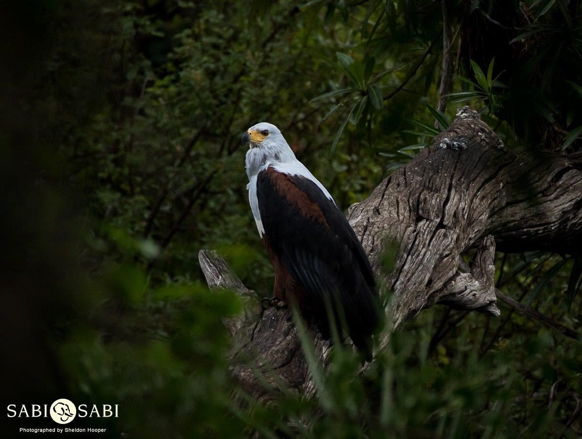 African Tales #20 | Sabi Sabi