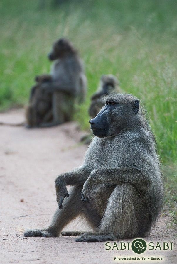 A Week in the Bush Vol. 150 | Sabi Sabi