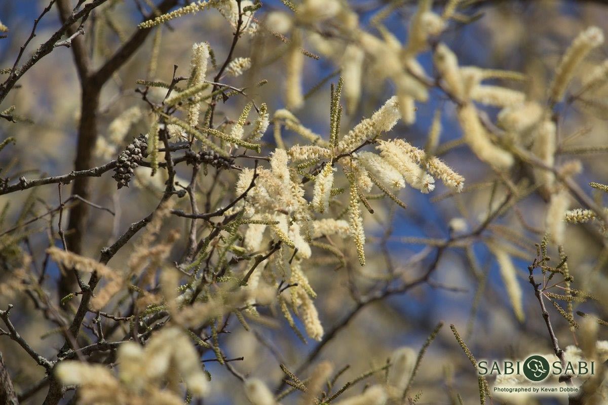 A Week in the Bush Vol. 167 | Sabi Sabi